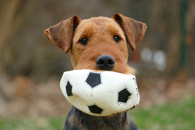 Ecsy_Ball | airedale-kft.de